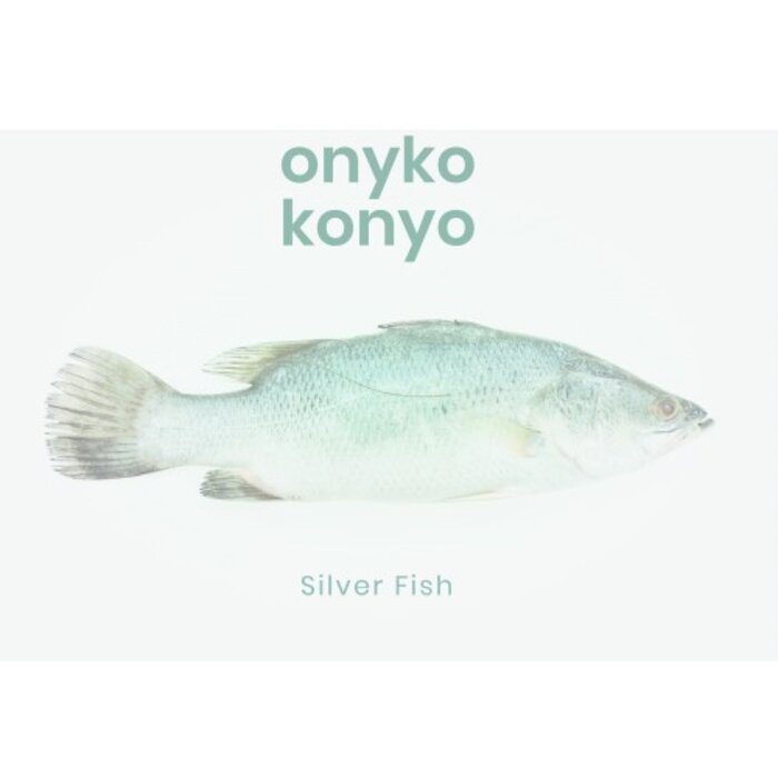 Silver Fish by Onyko Konyo on MP3, WAV, FLAC, AIFF & ALAC at Juno Download